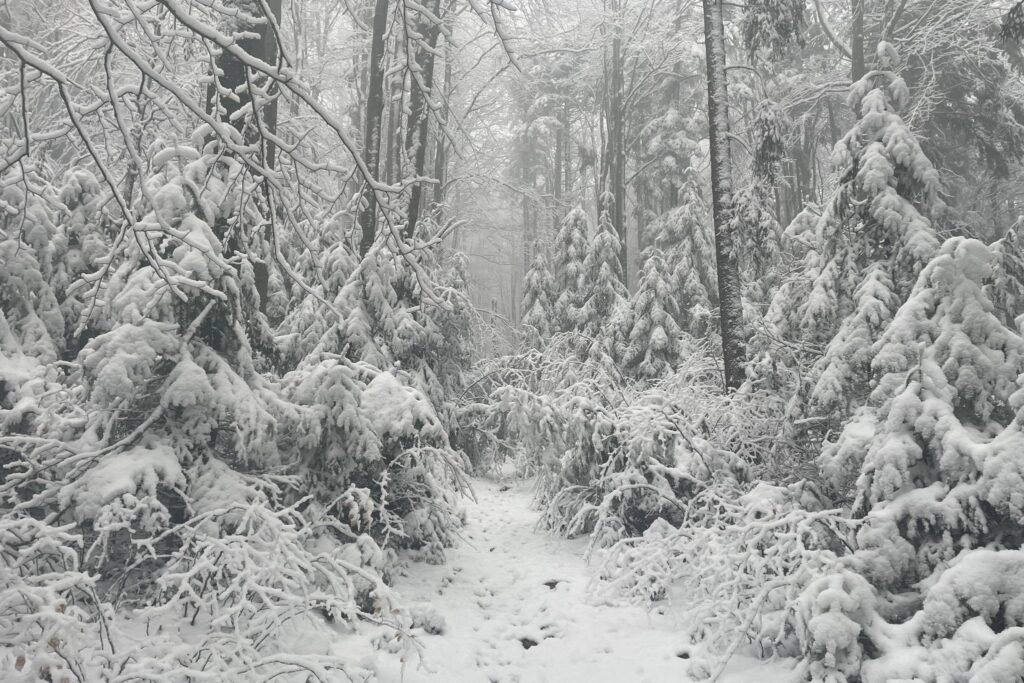 Świętokrzyski Park Narodowy odradza wyprawy w szczytowe partie Łysogór